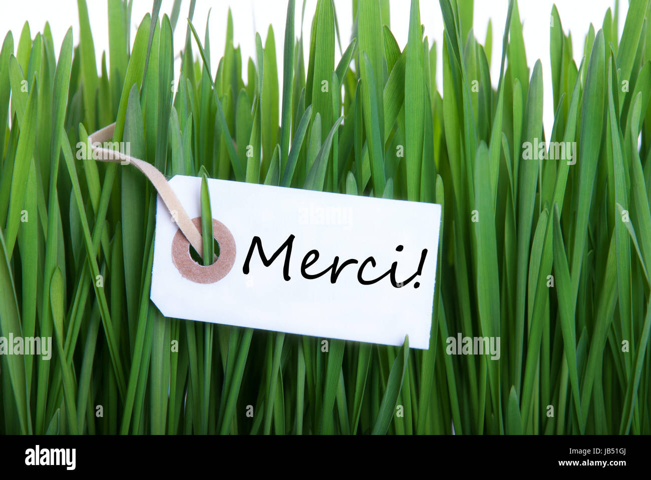 Green Grass Background with Merci which means Thanks Stock Photo - Alamy