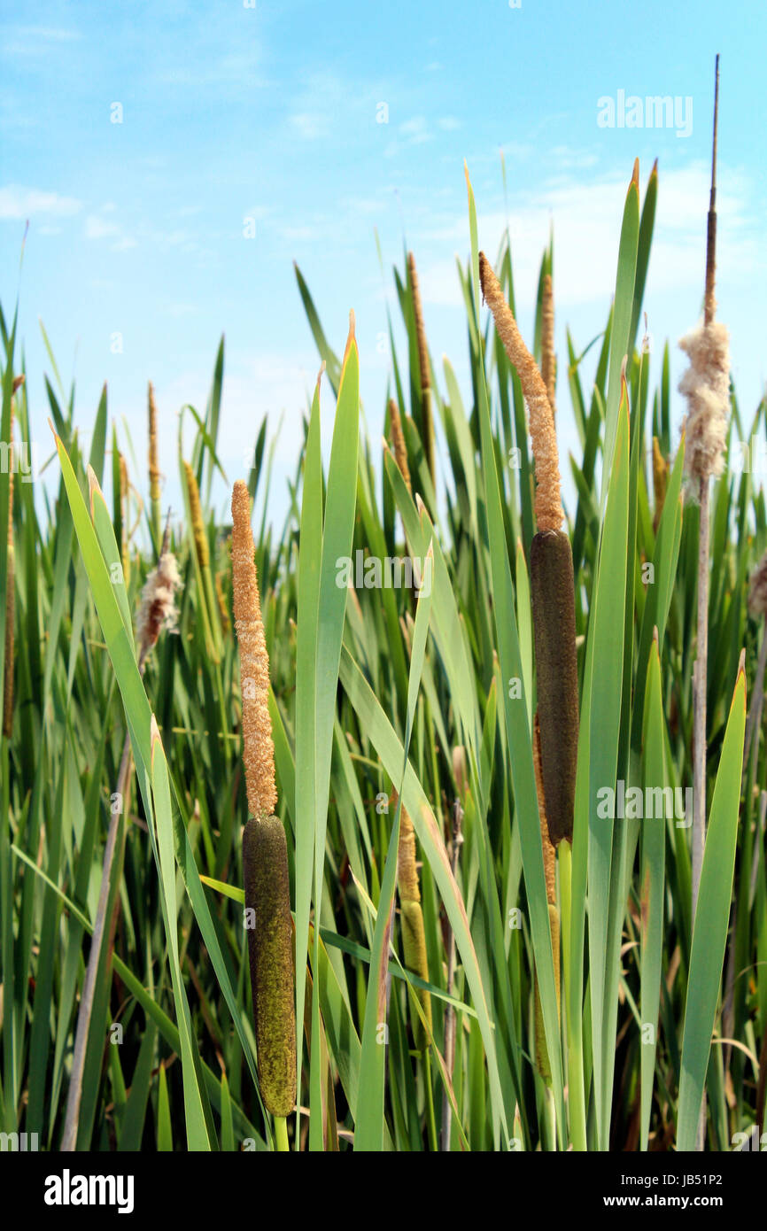Cattails in a swamp Stock Photo - Alamy