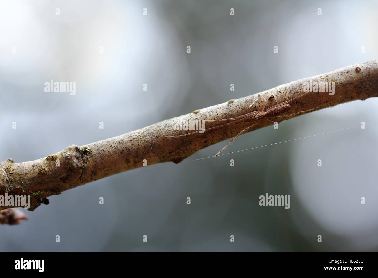 Actual strecker spider hi-res stock photography and images - Alamy