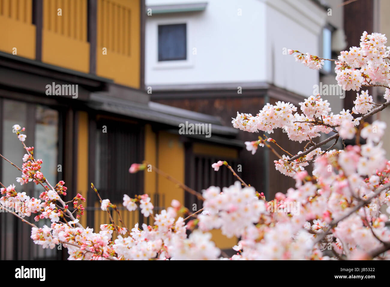 Sakura and traditional house in Japan Stock Photo - Alamy