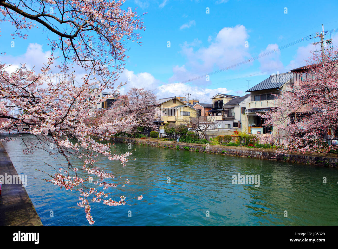 Traditional house in Japan with sakura Stock Photo - Alamy