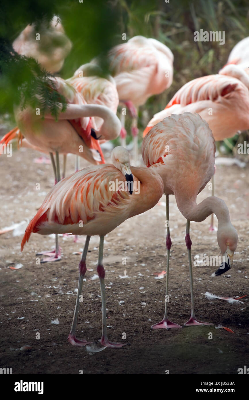 Pink elegant flamingo standing under hi-res stock photography and ...