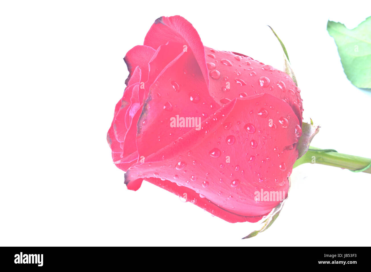 Single beautiful red rose isolated on white background Stock Photo - Alamy