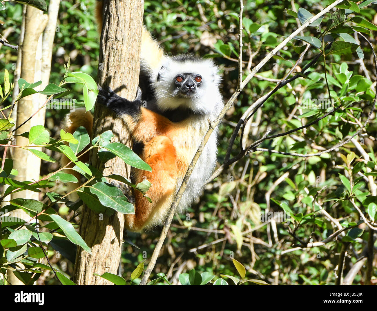 Diademed sifaka simpona hi-res stock photography and images - Alamy