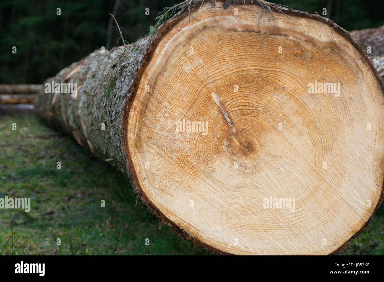 wood,root,slice,rings,age,yellow,brown,cut,firewood,woodpile,stacked ...