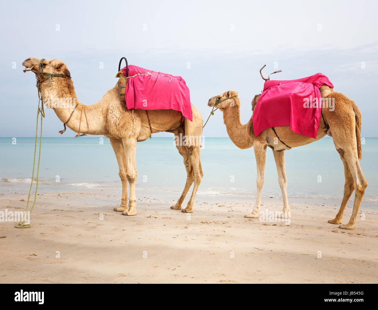 Two camels standing on the beach in Tunisia Stock Photo - Alamy