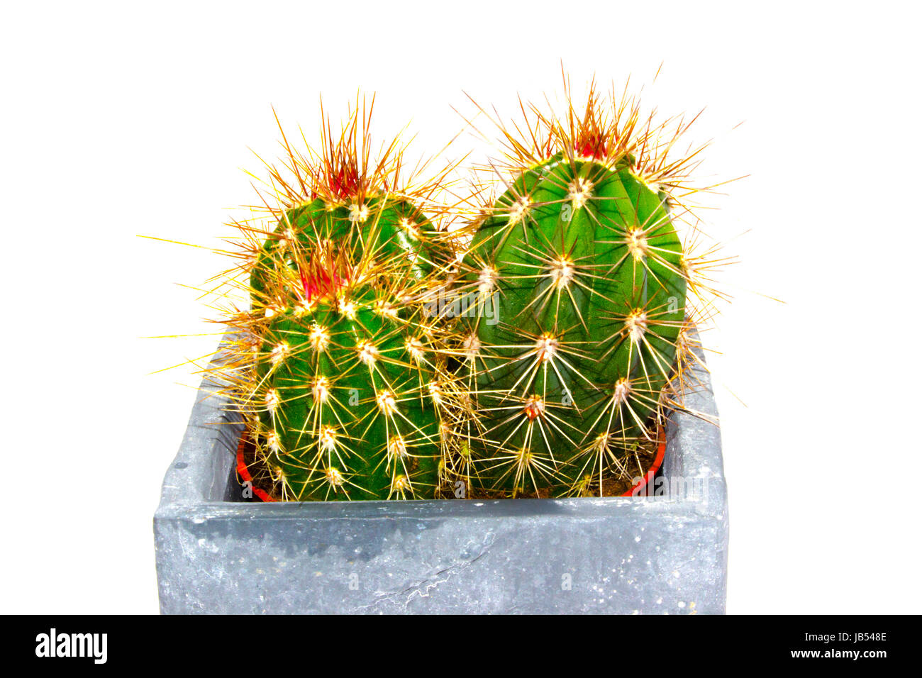 Trio of cacti hi-res stock photography and images - Alamy
