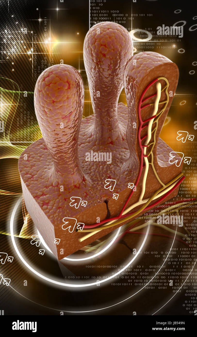 Muscularis mucosae hi-res stock photography and images - Alamy