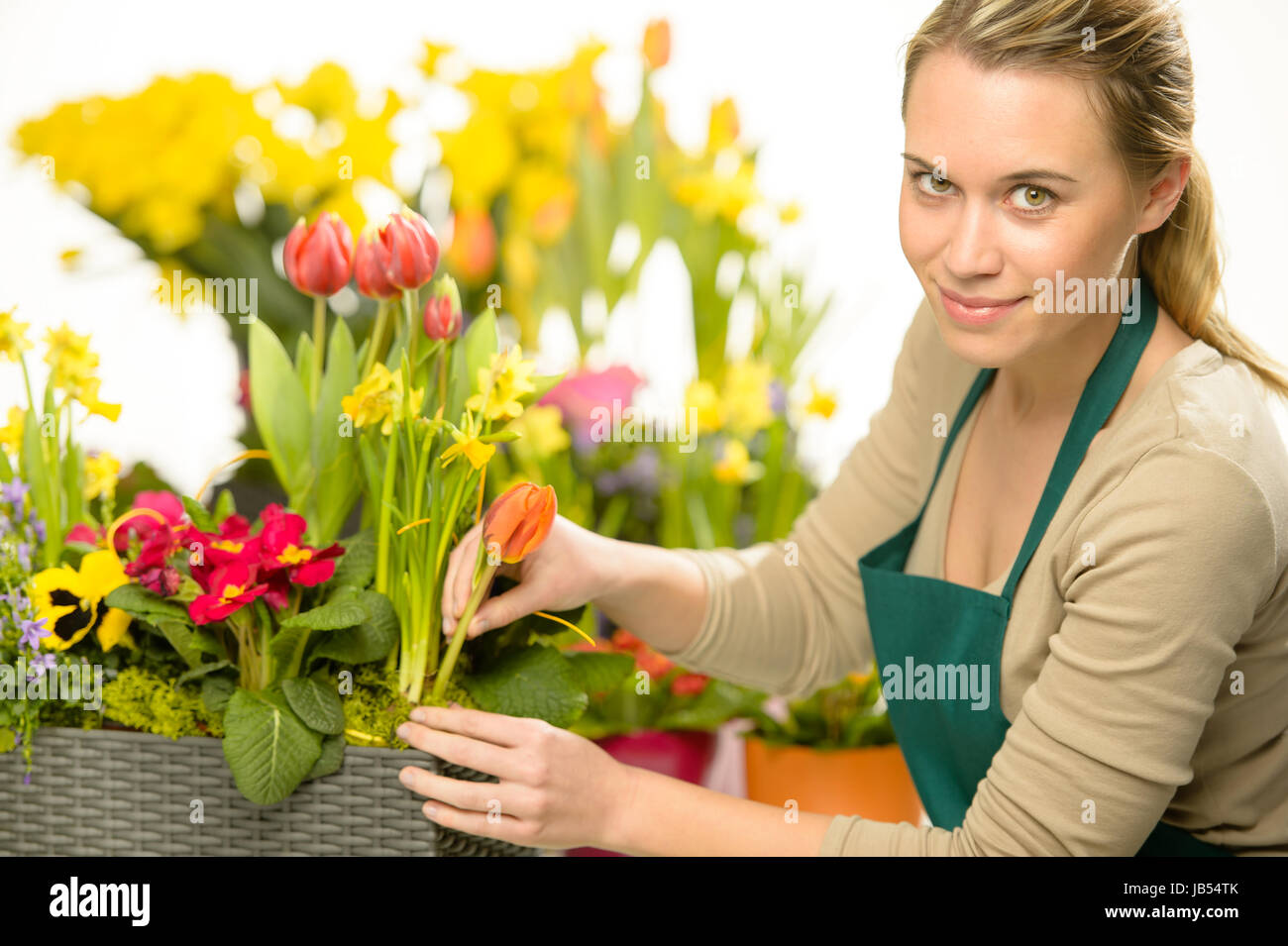Florist arrange spring flower potted colorful plants decoration Stock ...