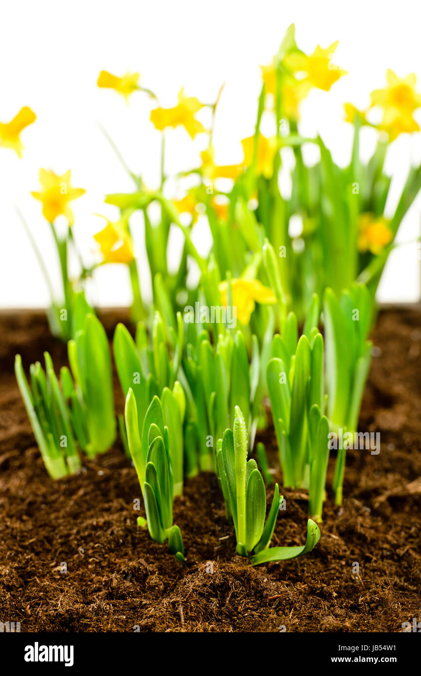 Seedling of narcissus spring flowers growing from ground Stock Photo ...