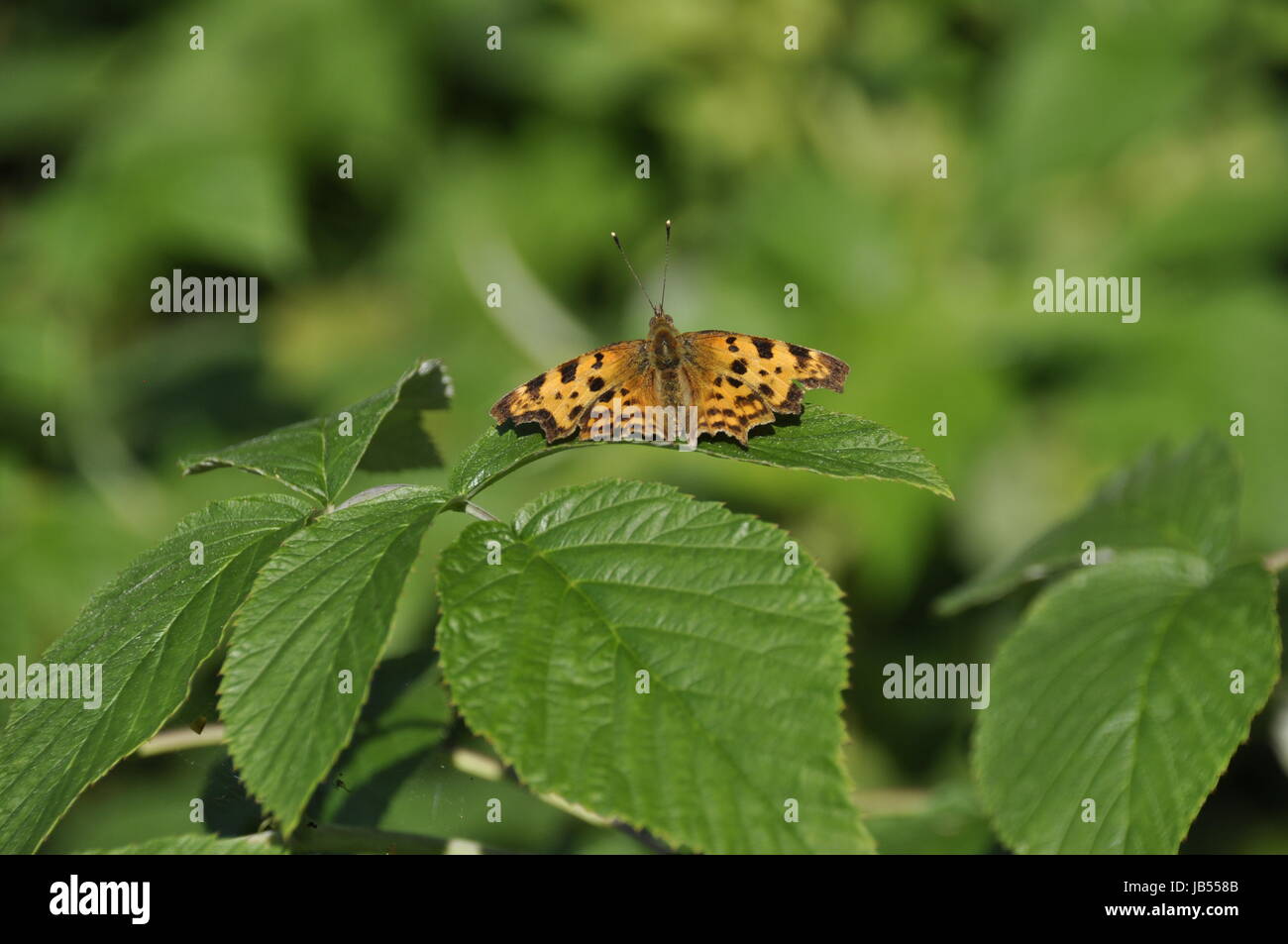 Black bur hi-res stock photography and images - Alamy