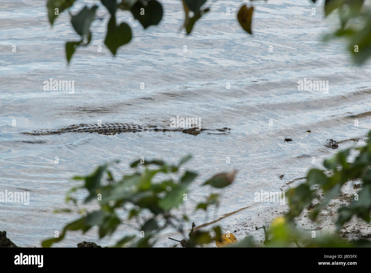 Crocodile Stalking Stock Photos & Crocodile Stalking Stock Images - Alamy