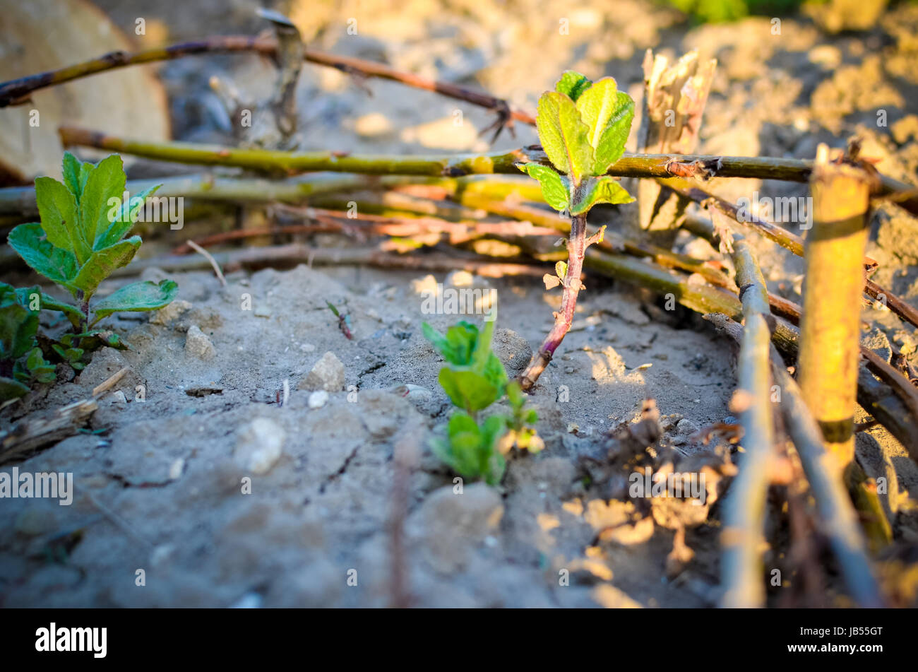 Peppermint seedling hi-res stock photography and images - Alamy