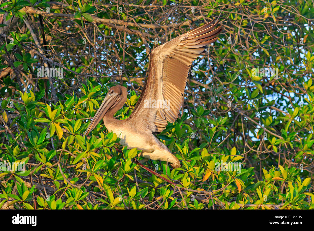 Pelican tree hi-res stock photography and images - Alamy