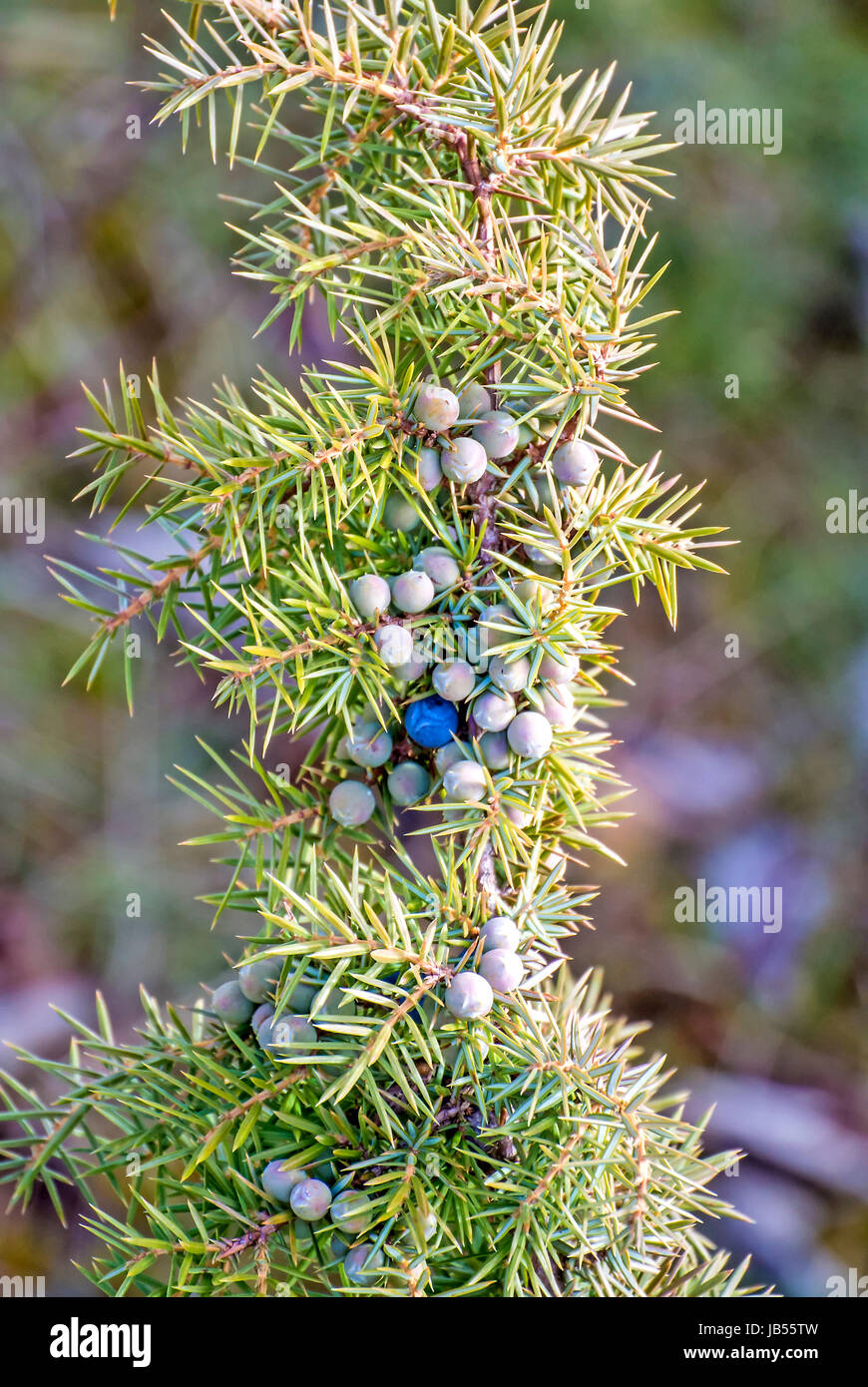 Wacholderbeeren hi-res stock photography and images - Alamy