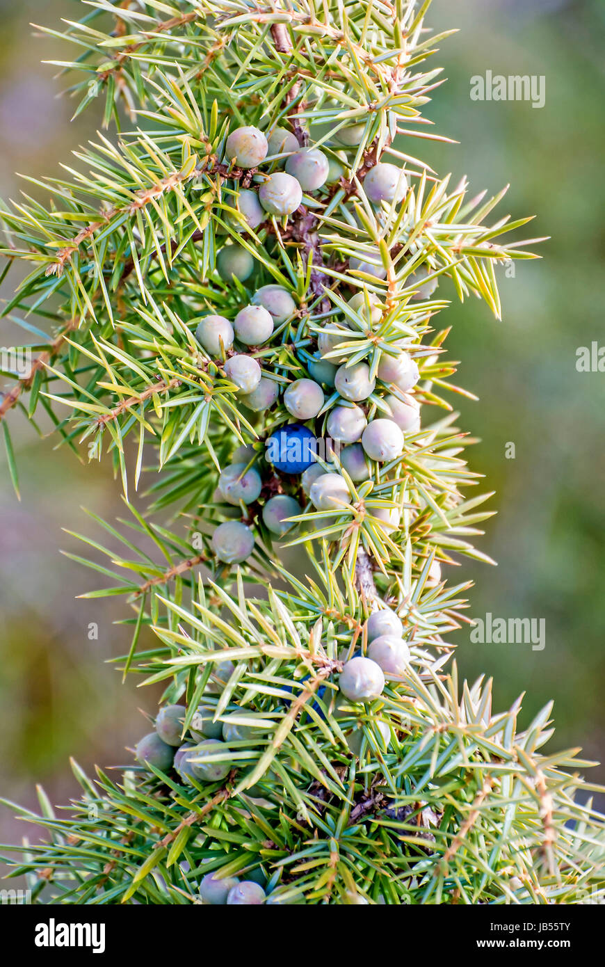 Wacholderbeeren hi-res stock photography and images - Alamy