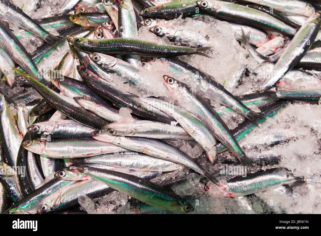 European Anchovy Fish On Display On Ice On Market Store Shop Stock ...
