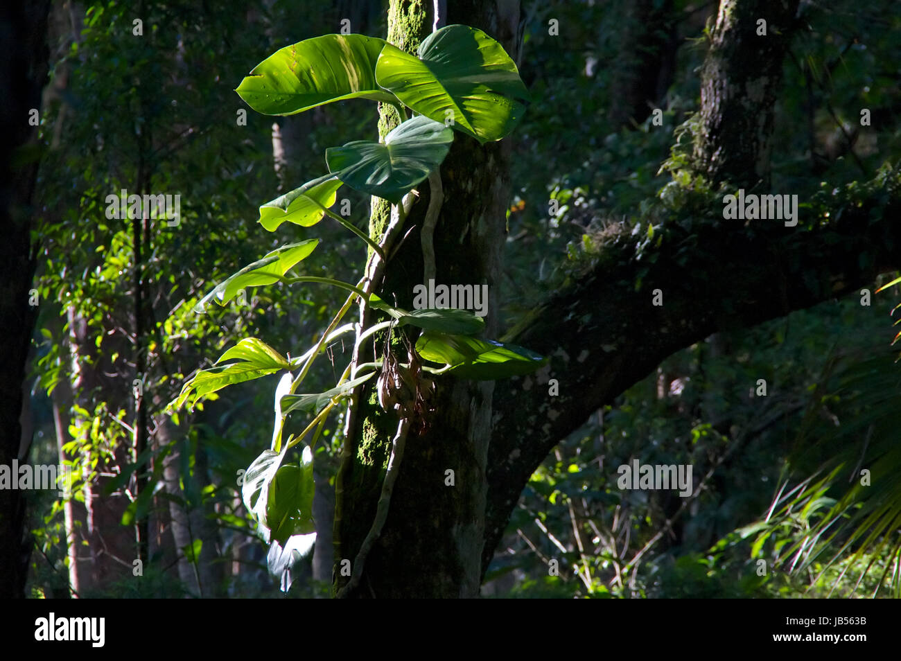 A large wild philodendron bathed in morning light grows high on an oak ...