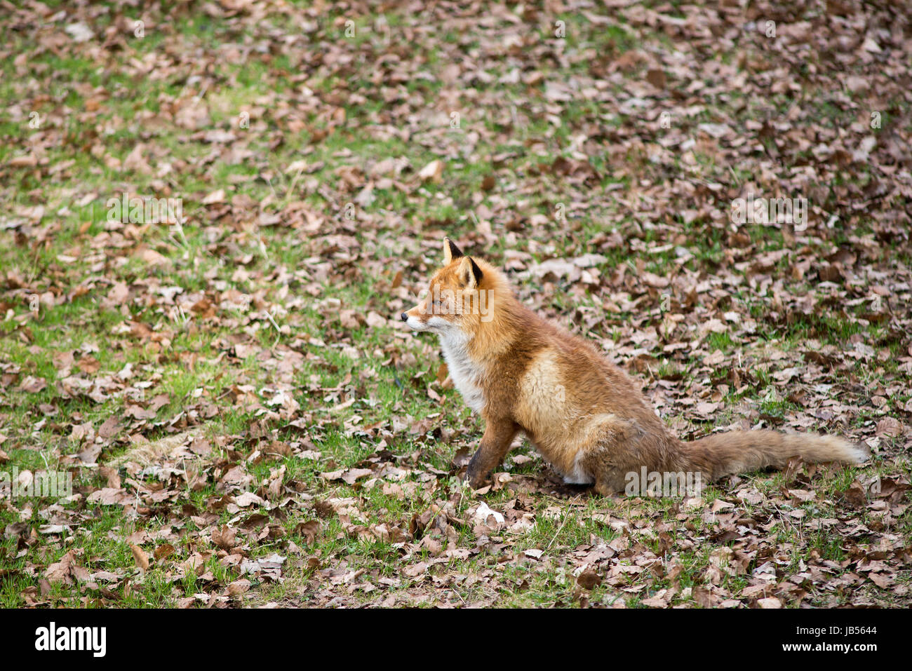 Red fox, Vulpes vulpes sitting on a meadow Stock Photo - Alamy