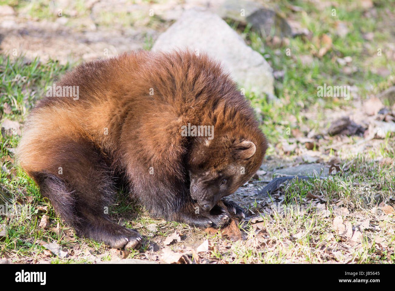 Wolverine glutton carcajou gulo gulo hi-res stock photography and ...