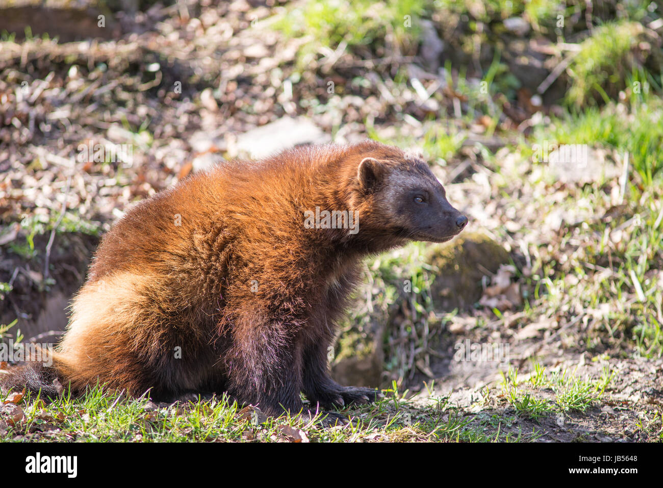 Wolverine, Gulo gulo, sitting on a meadow also called glutton, carcajou ...