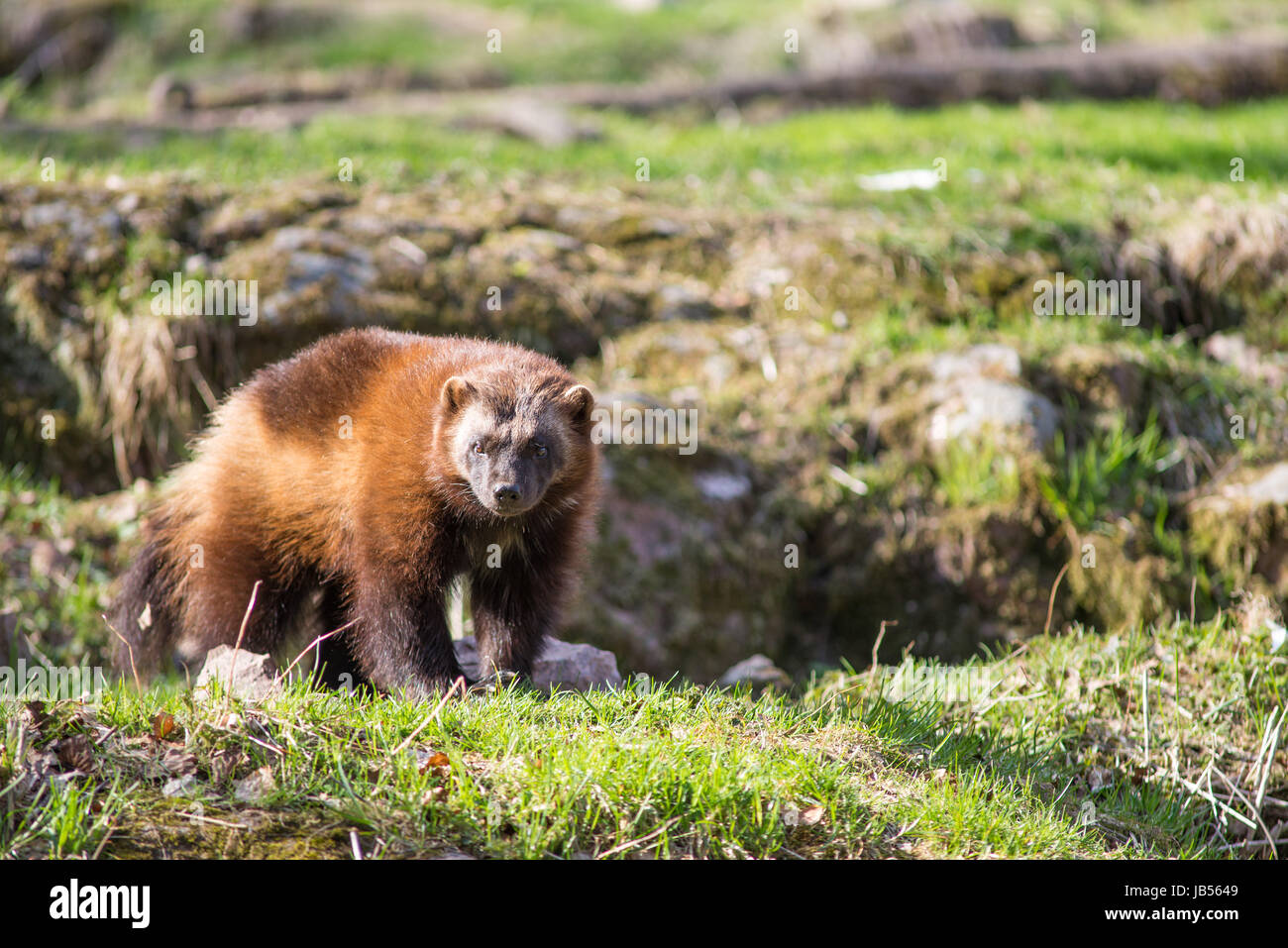 Wolverine glutton carcajou gulo gulo hi-res stock photography and ...