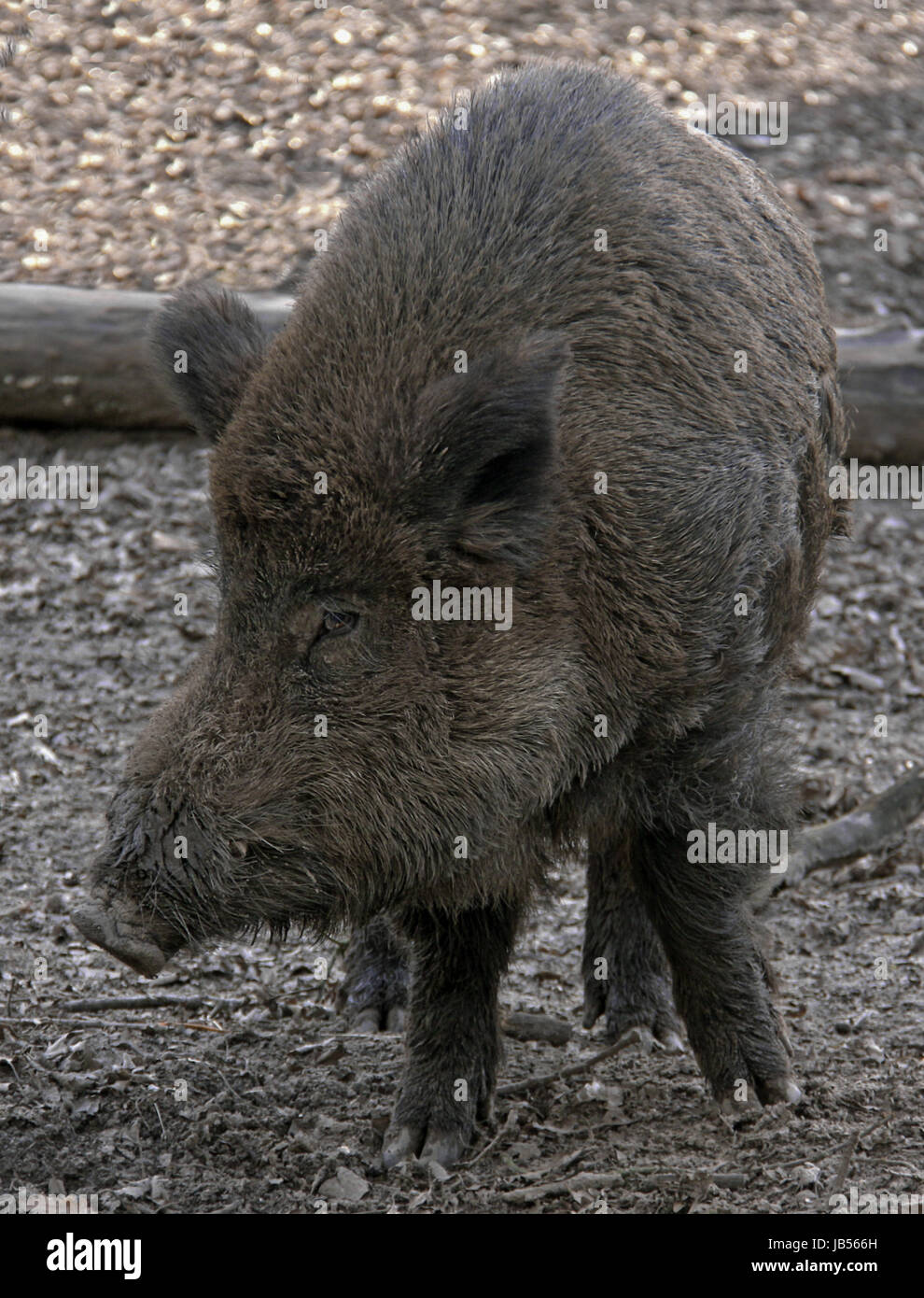 Full grown pig hi-res stock photography and images - Alamy
