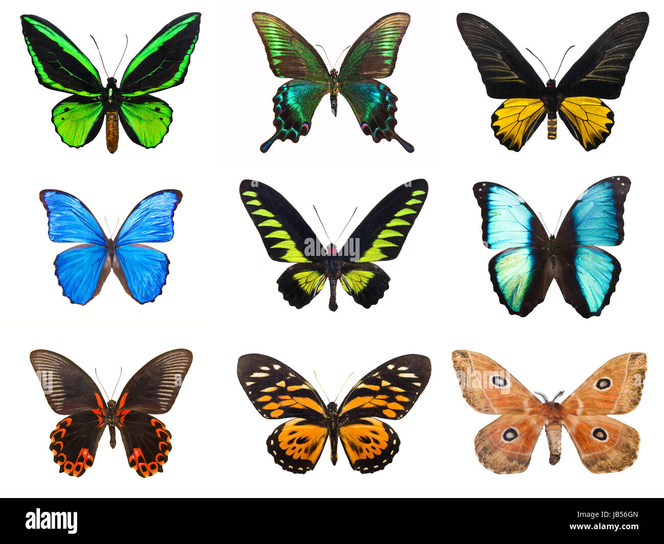 Collection of beautiful tropical butterflies isolated on white ...