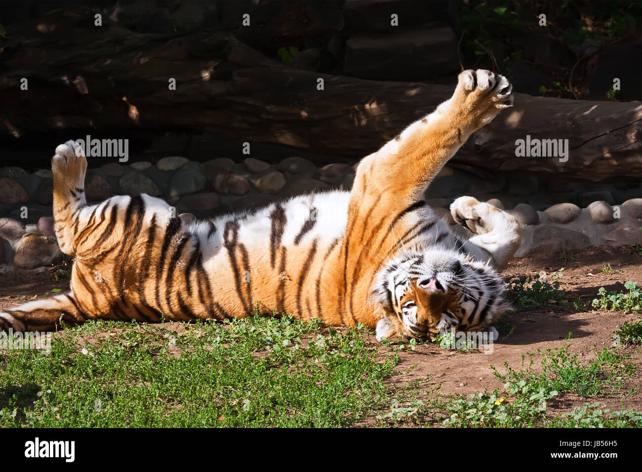 Wild and agressive Bengal tiger in zoo Stock Photo - Alamy