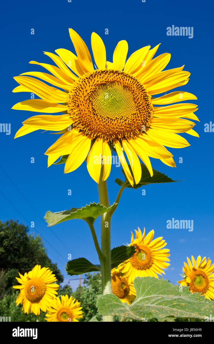 Beautiful close-up photo of big yellow sunflower Stock Photo - Alamy
