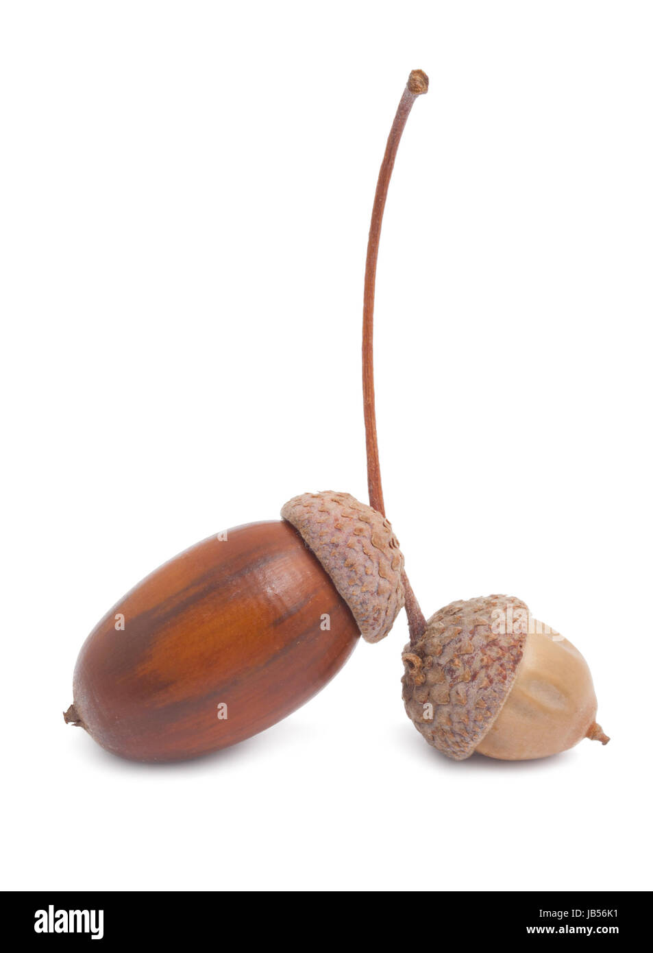 Beautiful macro photo of acorn, isolated on white background Stock ...