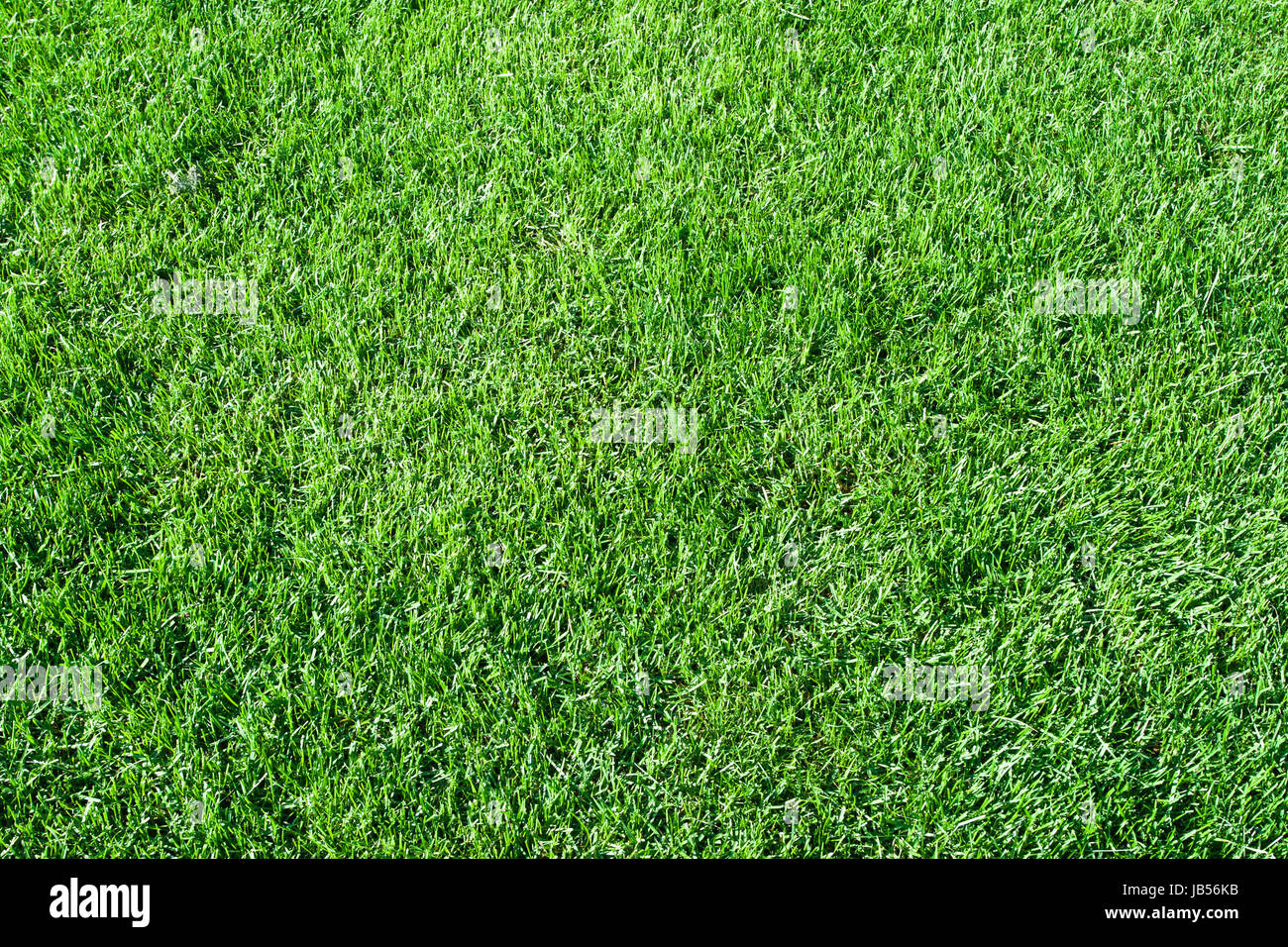 Green lush grass background under bright sunlight Stock Photo - Alamy