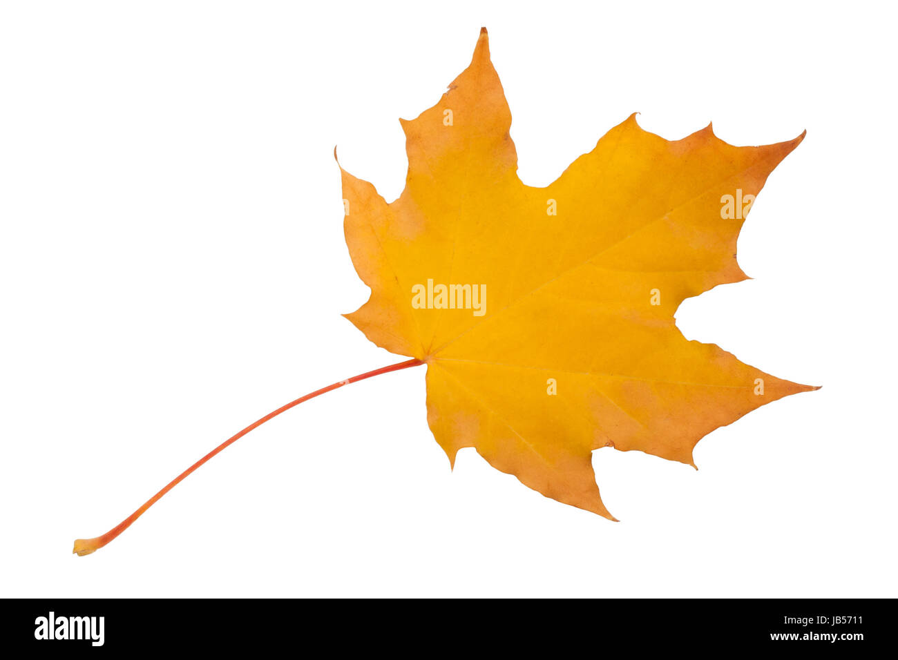 Beautiful maple leaf isolated on white background Stock Photo - Alamy