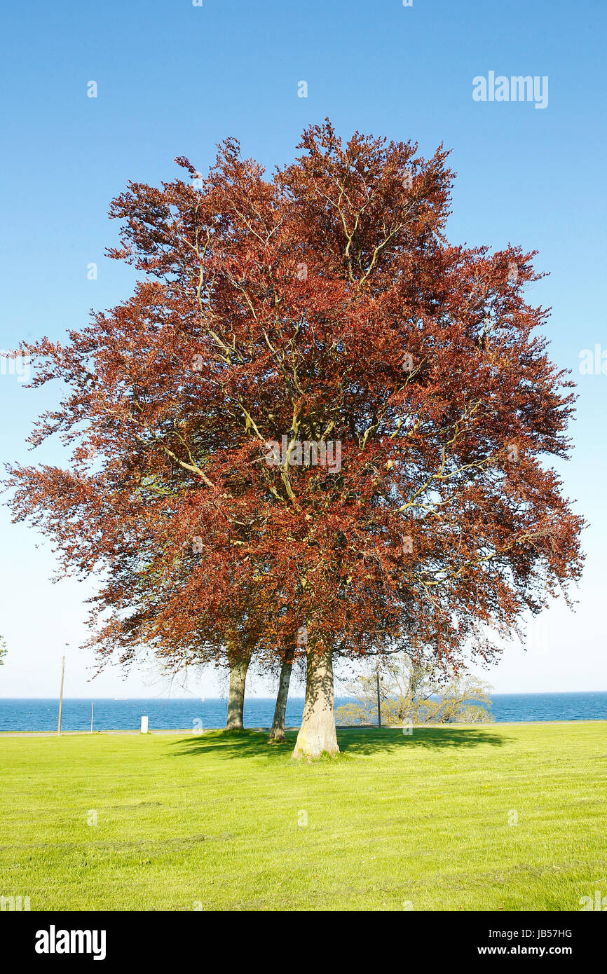 Huge red beech tree hi-res stock photography and images - Alamy