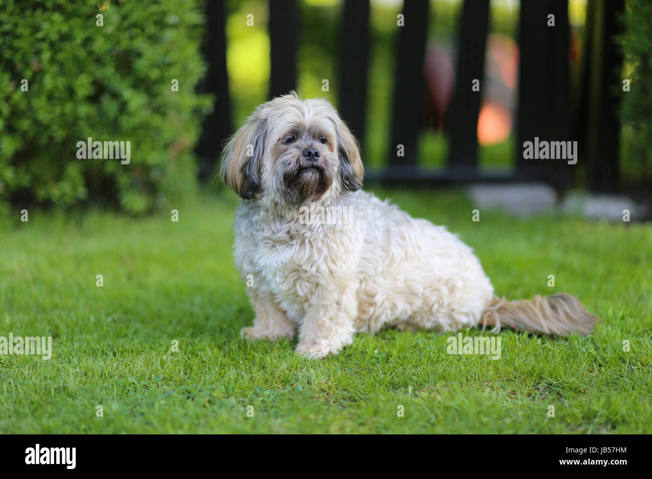 Portrait of lhasa apso dog facing the camera Stock Photo - Alamy