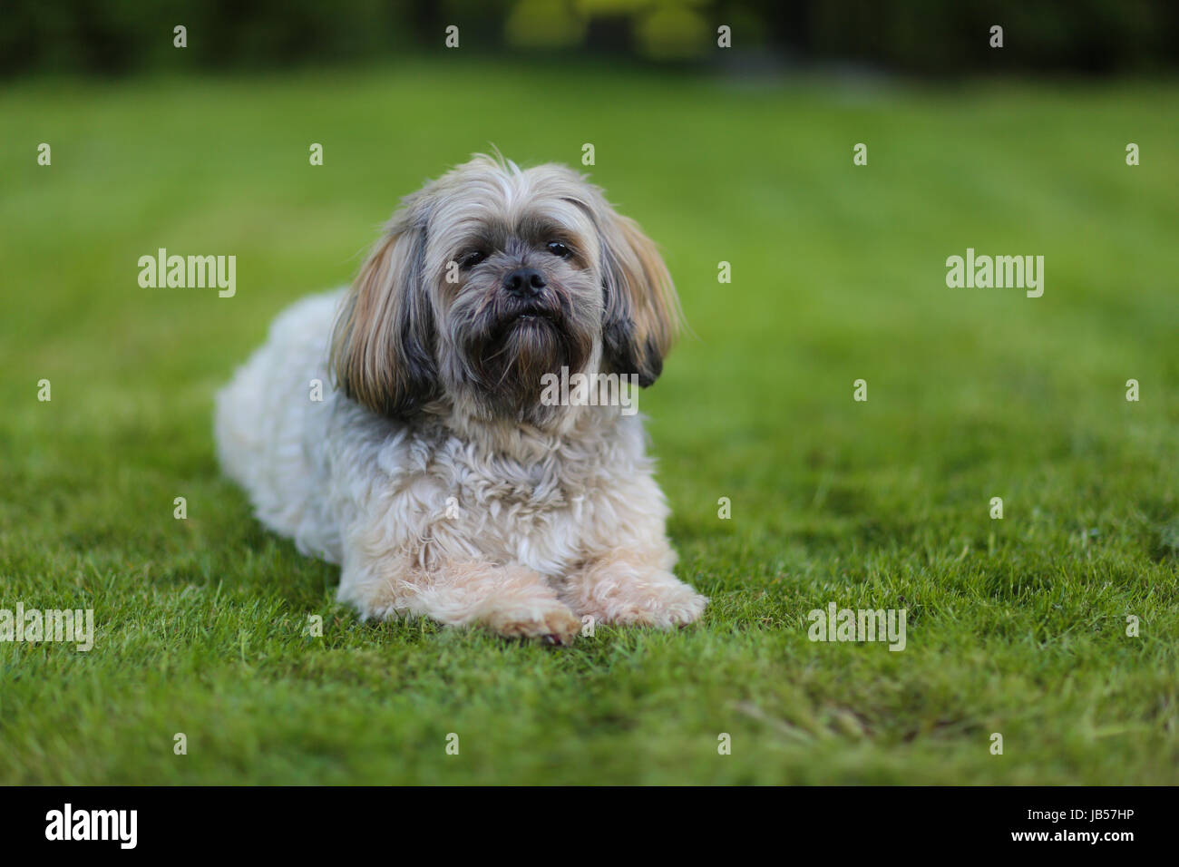 Portrait of purebred dog facing the camera Stock Photo - Alamy