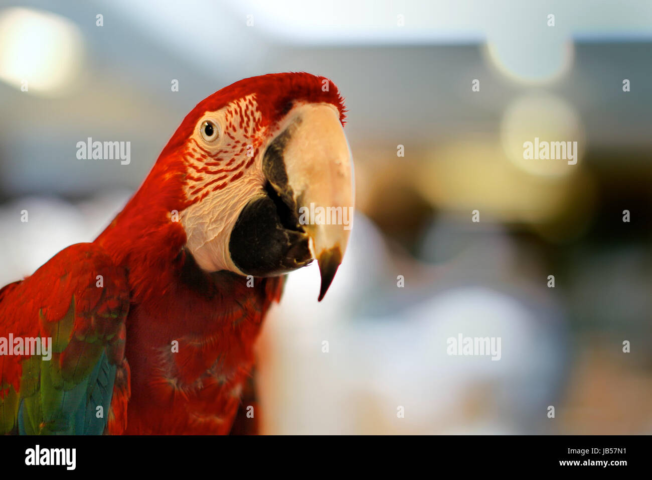 Head and upper body of red Ara Stock Photo - Alamy