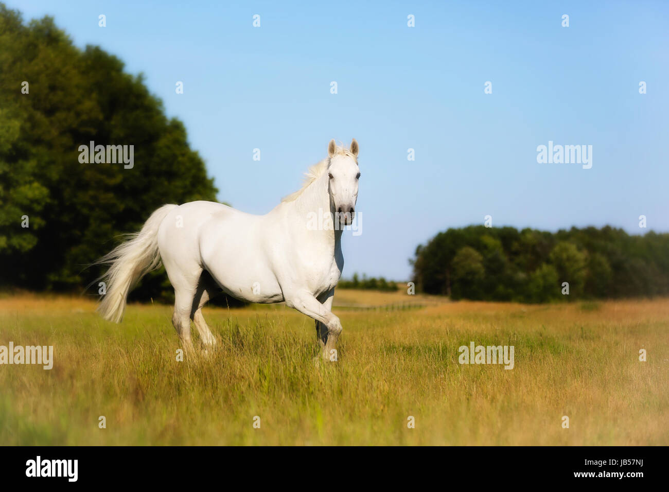 Female white horse running on grass field Stock Photo - Alamy
