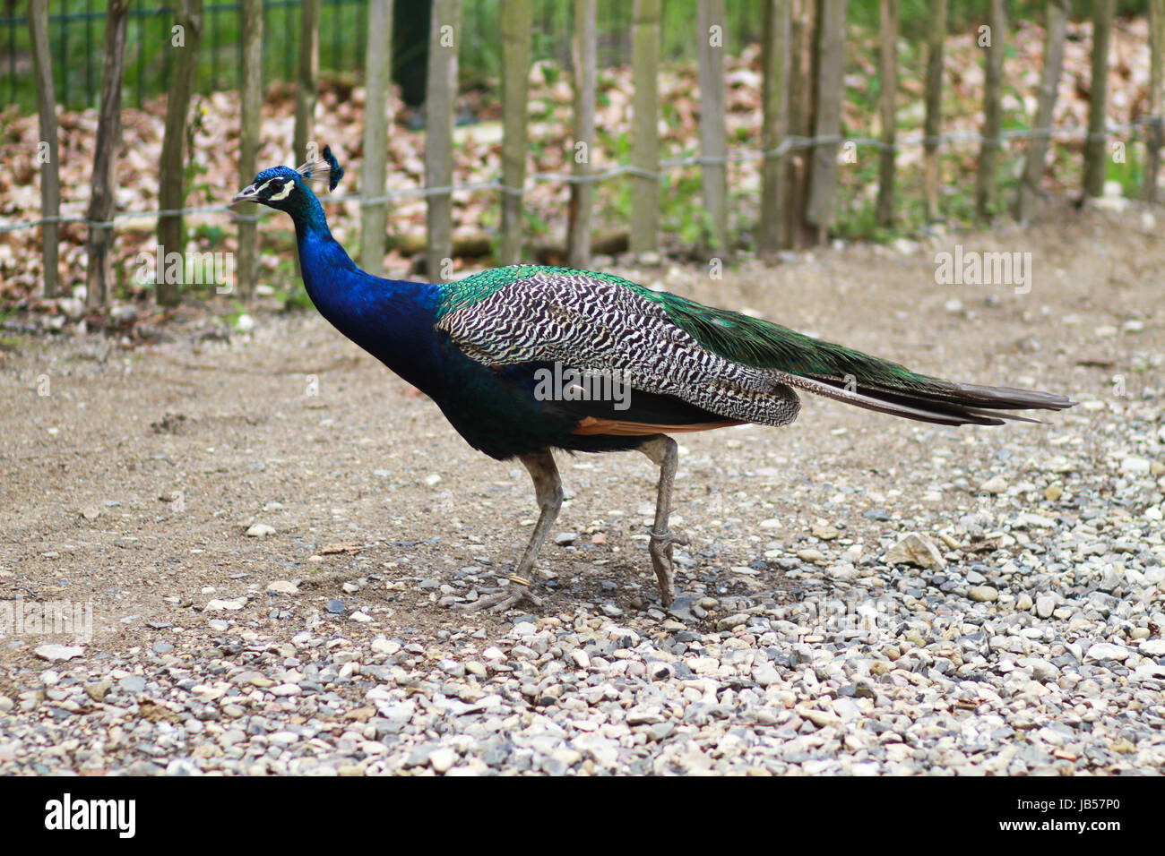Outdoor shot of peacock walking in park Stock Photo - Alamy