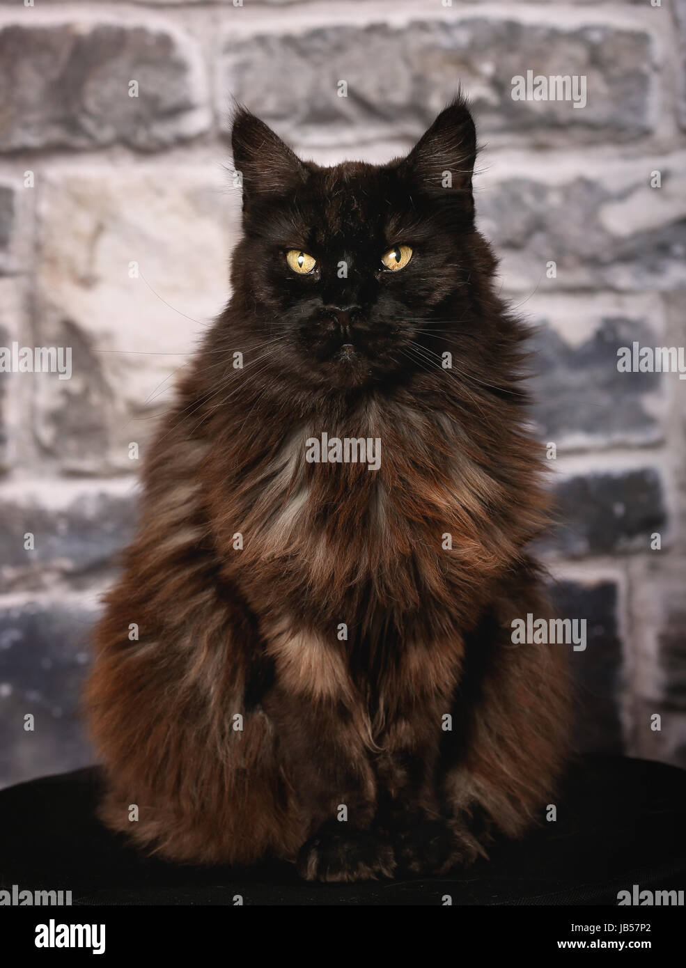 Brown purebred Main Coone cat posing for the photographer Stock Photo ...