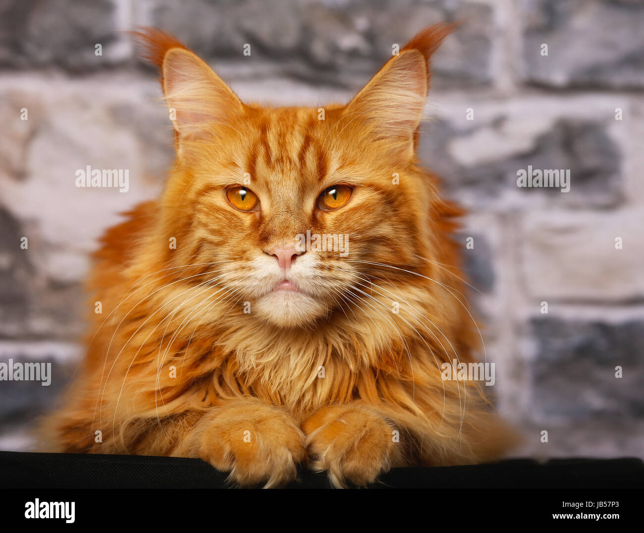 Orange purebred Main Coone cat posing for the photographer Stock Photo ...