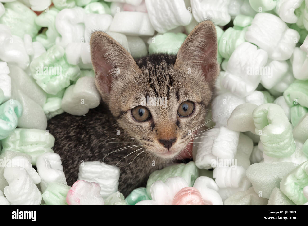 Little cat playing in box of plastic foam and closeup face Stock Photo ...