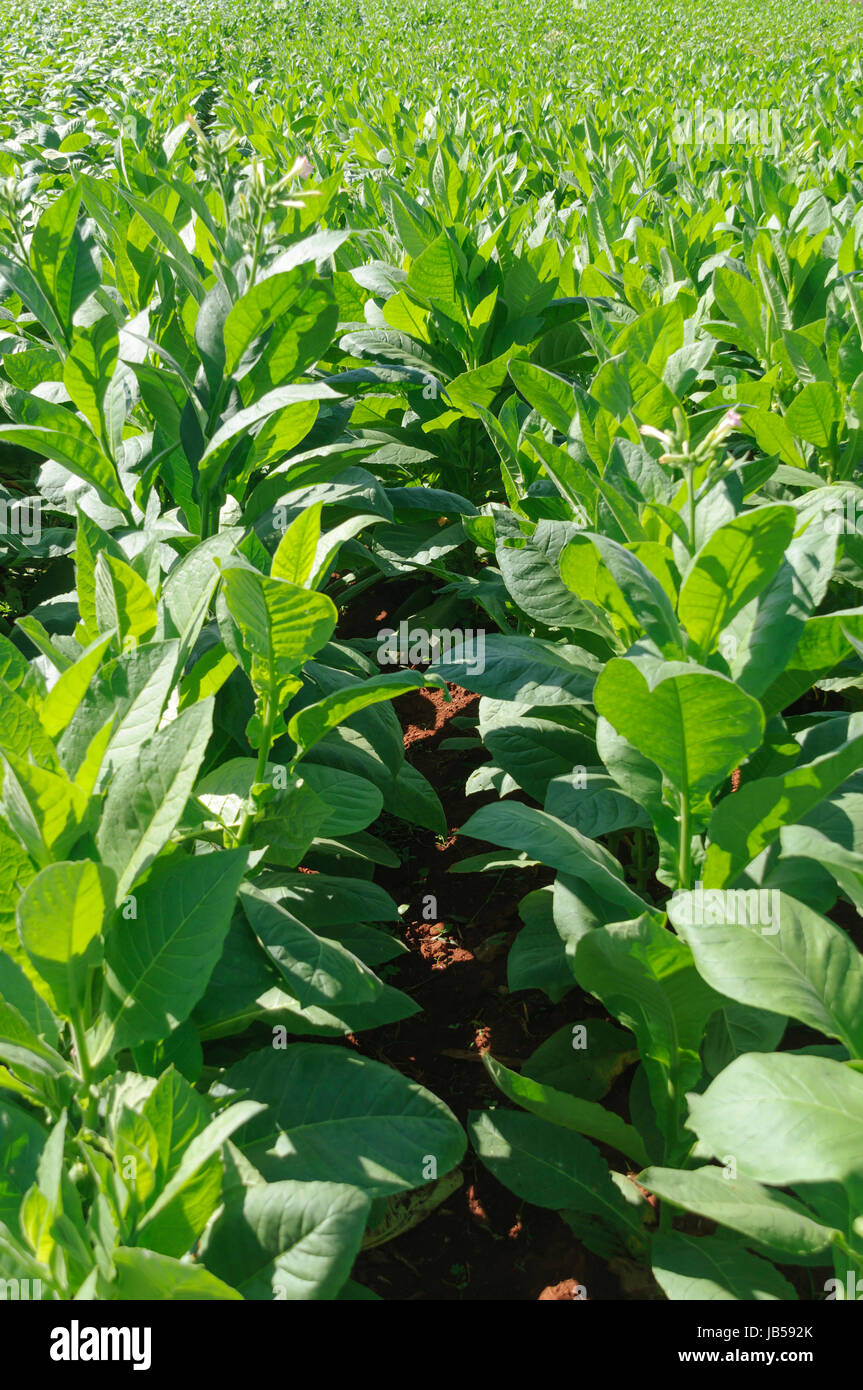 Tabakplantage hi-res stock photography and images - Alamy