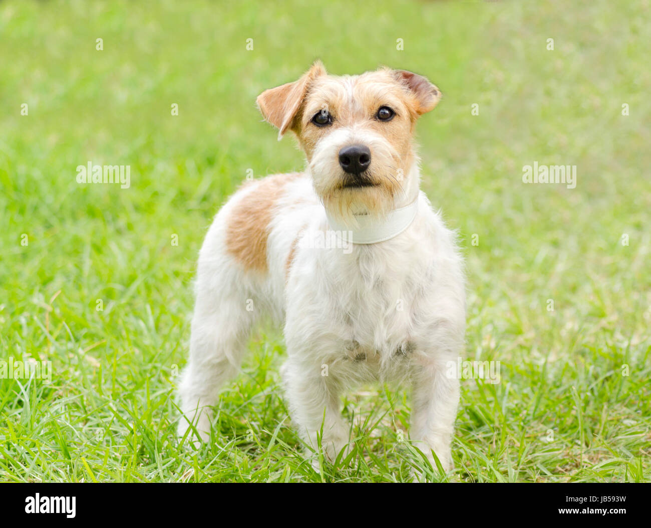 A front view of a small white and tan rough coated Jack Russell Terrier ...