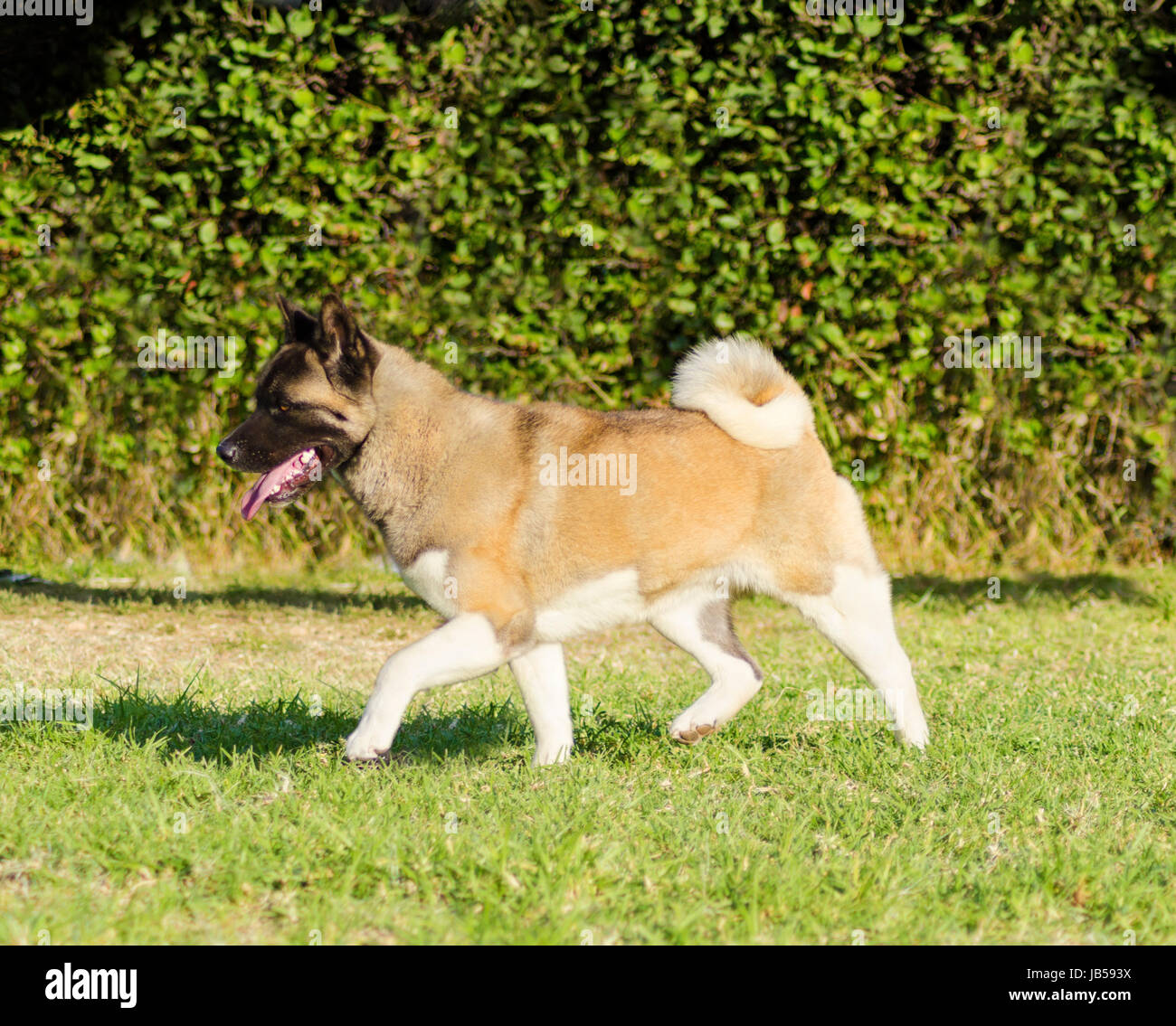 A profile view of a sable, white and brown pinto American Akita dog ...