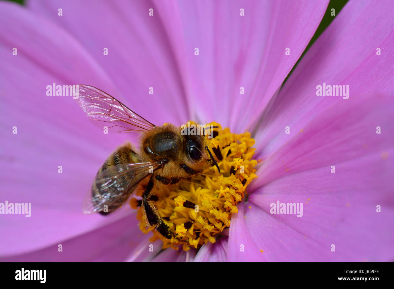 Animal collector hi-res stock photography and images - Alamy