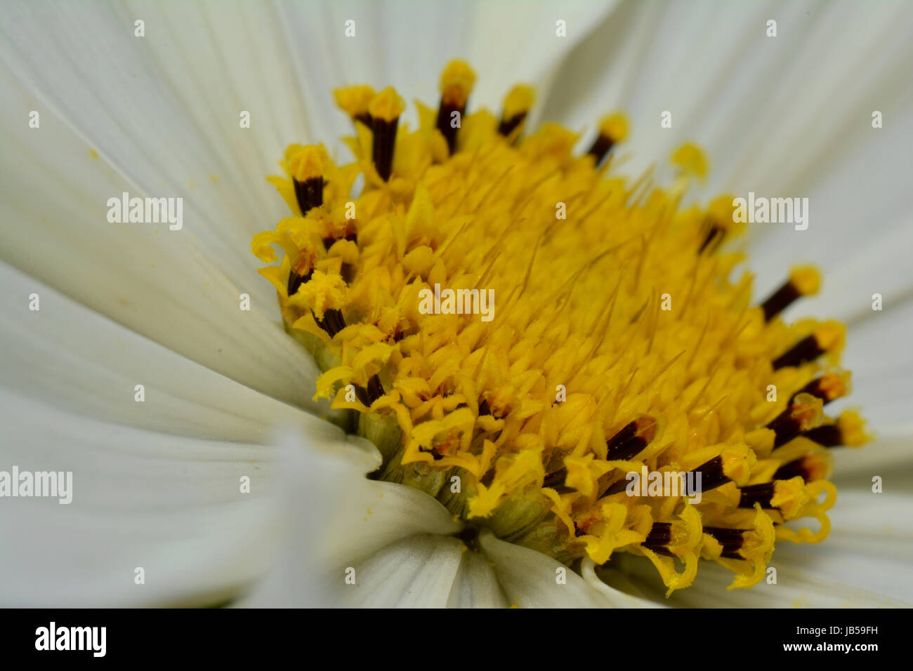 snow white yellow Stock Photo - Alamy