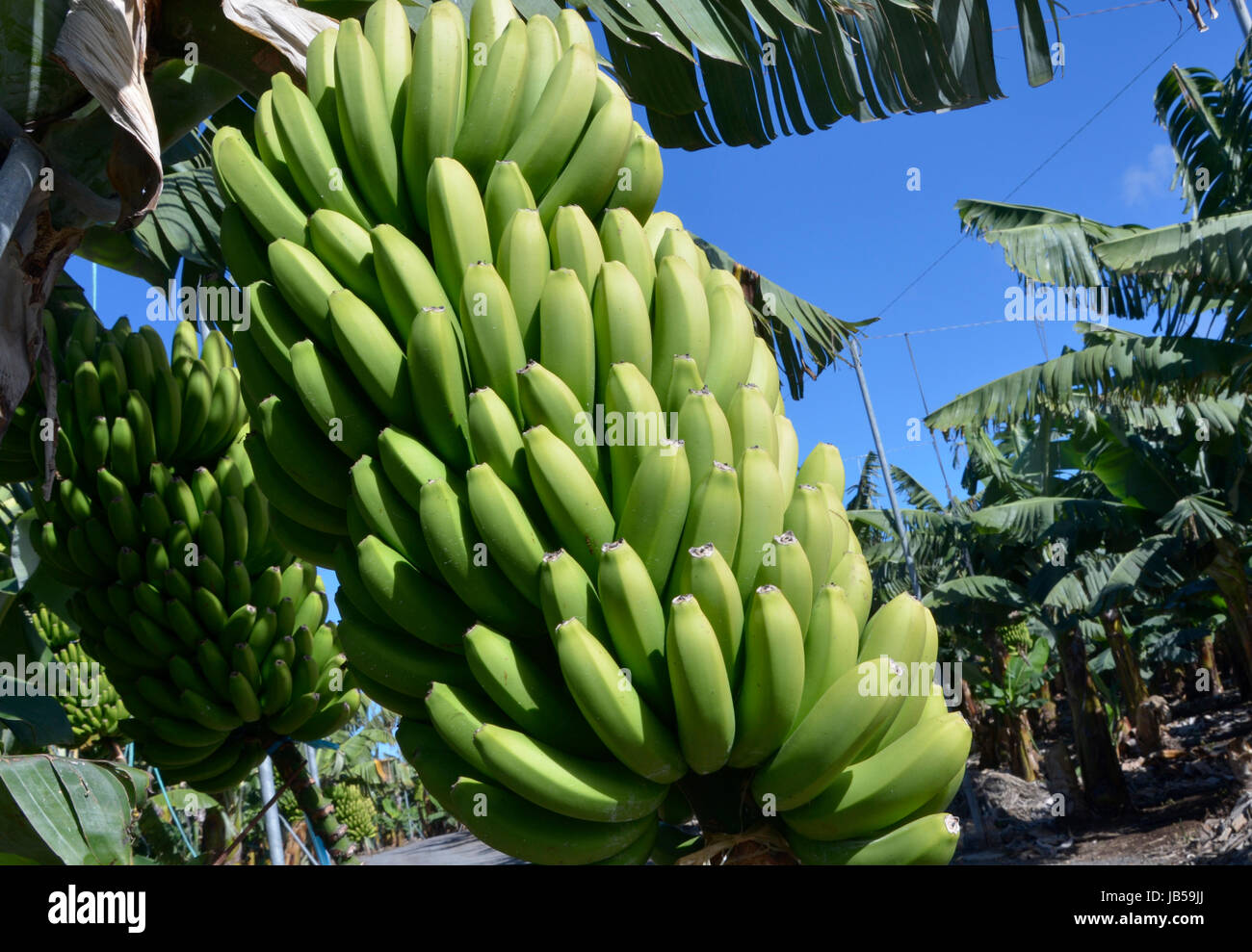 Fruchtstandt hi-res stock photography and images - Alamy