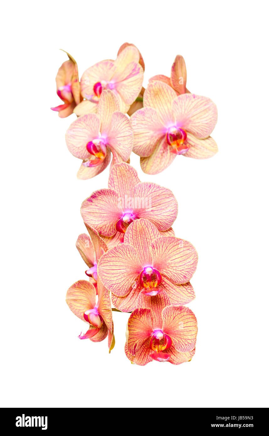 Big colorful orchids flowers bunch isolated on white Stock Photo - Alamy