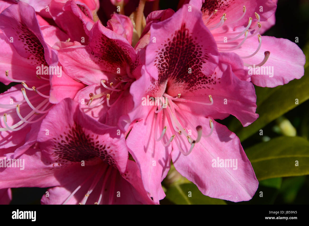 Red Rhododendron flowers Stock Photo - Alamy